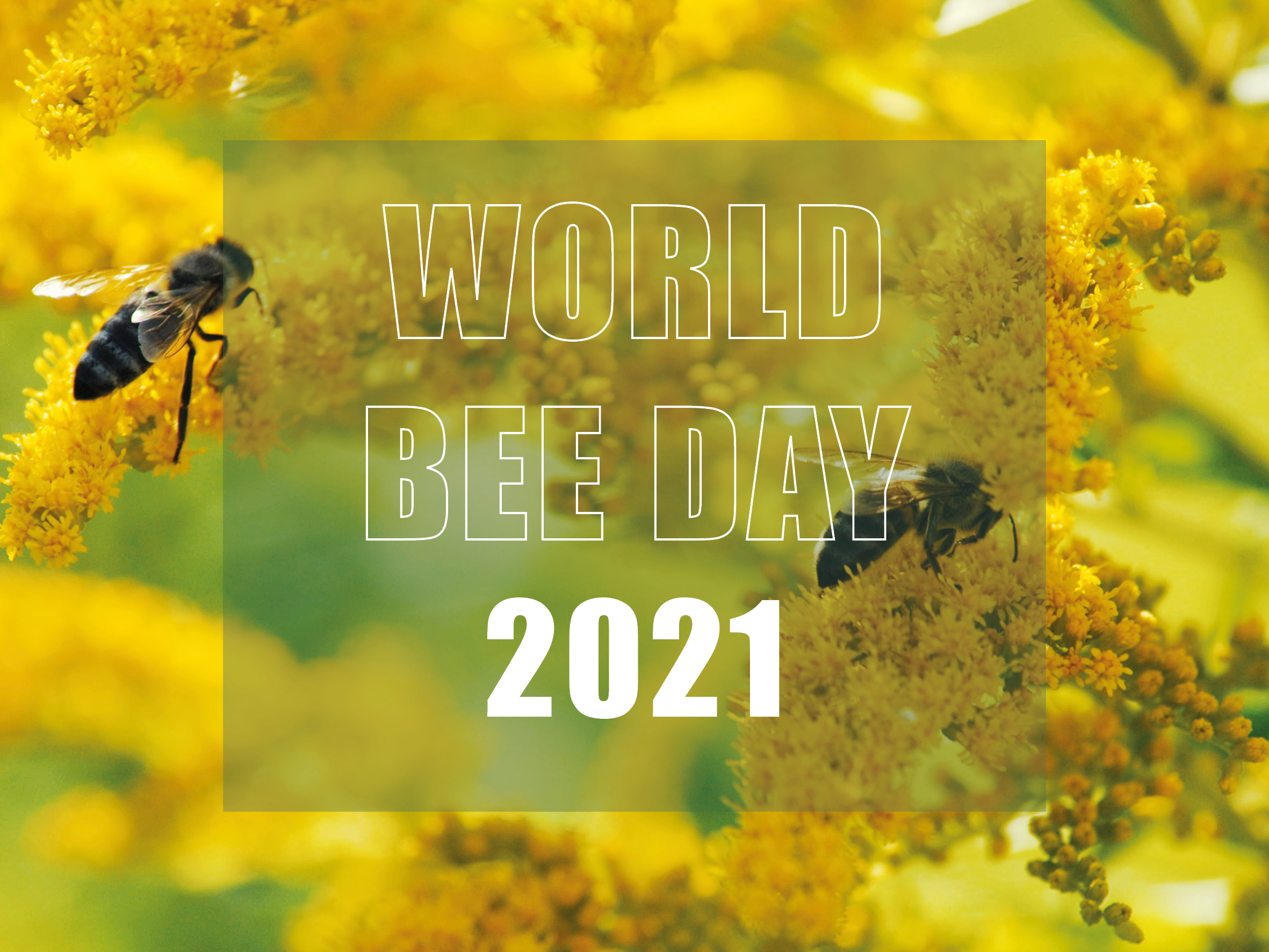 MONOLOGUES: Making space for bees - JTP